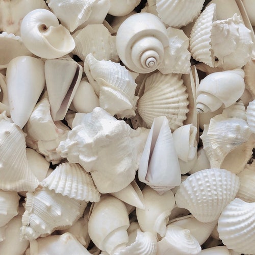 White Sea Shell Mix Beach Wedding Decor Sea Shells Bulk Bag of - Etsy