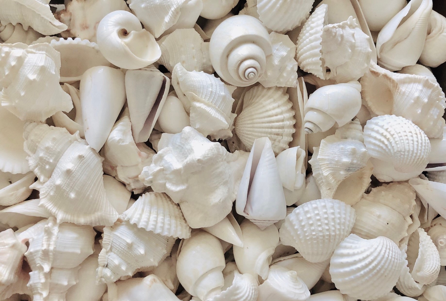 Rocks & Geodes Home & Living Beach Shells Seashells For Crafting Beach ...