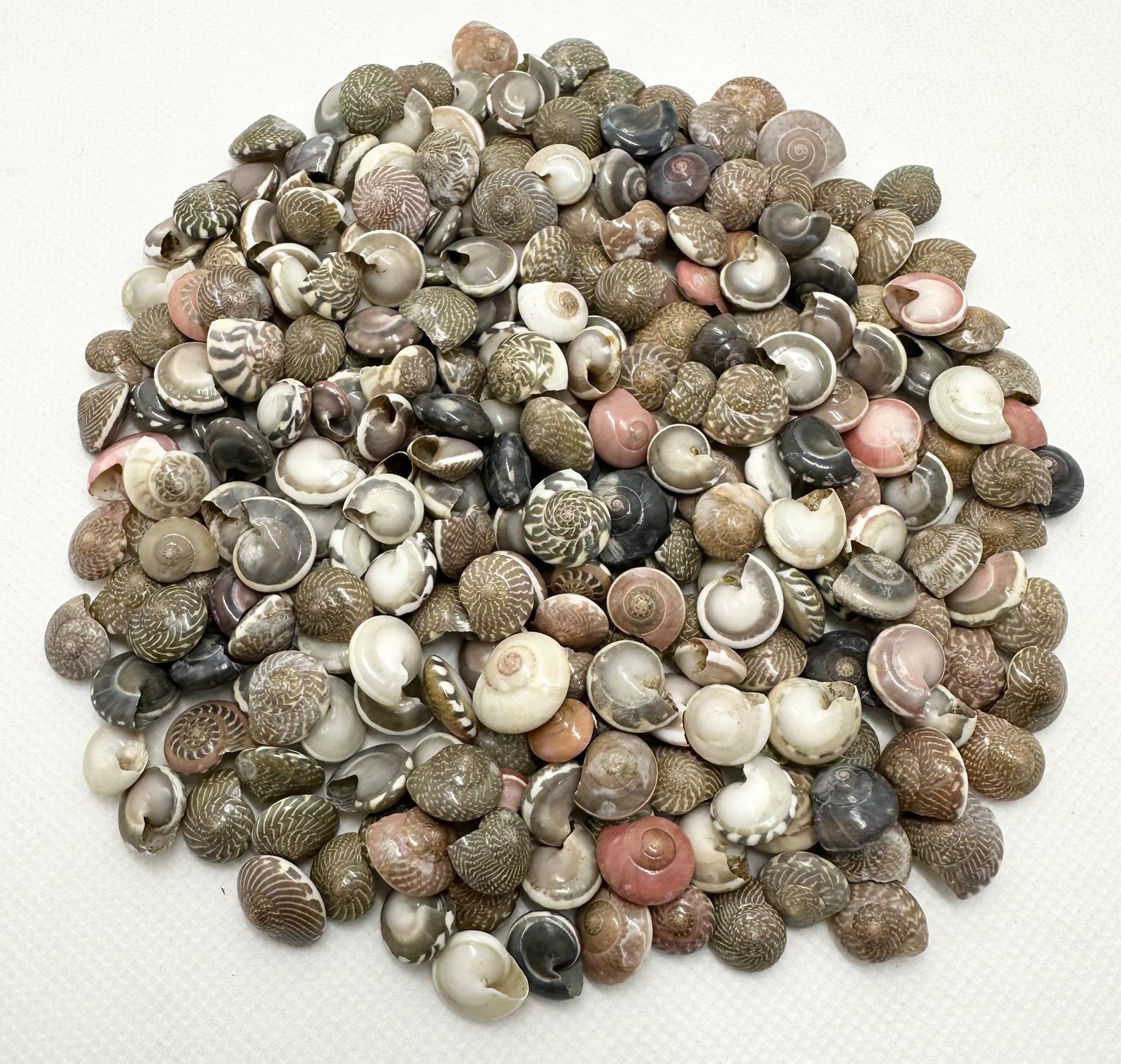 Umbonium Mix Seashells-small Sea Shells-botton Top - Etsy