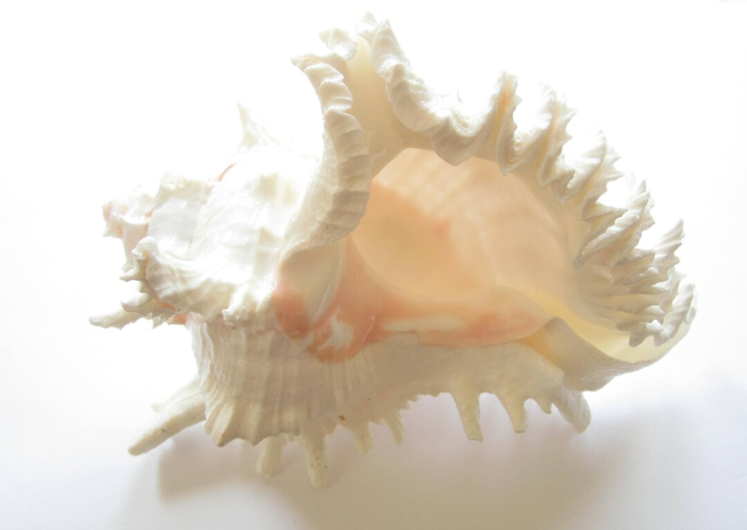 Extra Large Lace Murex Shell-7-8large Shell-beach Wedding Decor ...