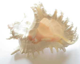 Large Sea Shells - Etsy