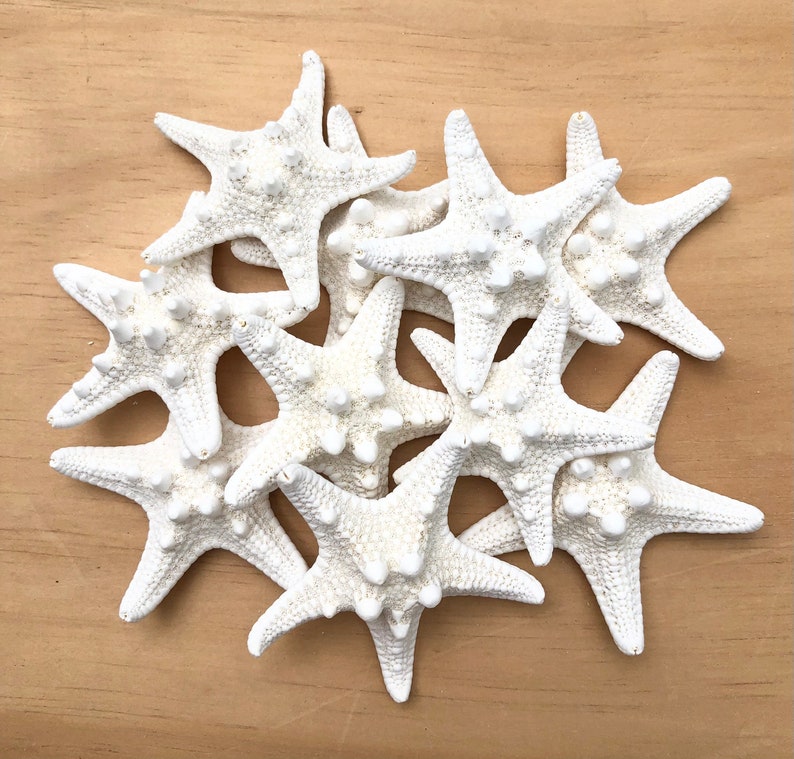 Knobby Starfish in Size 2-3bulk Starfish-beach | Etsy