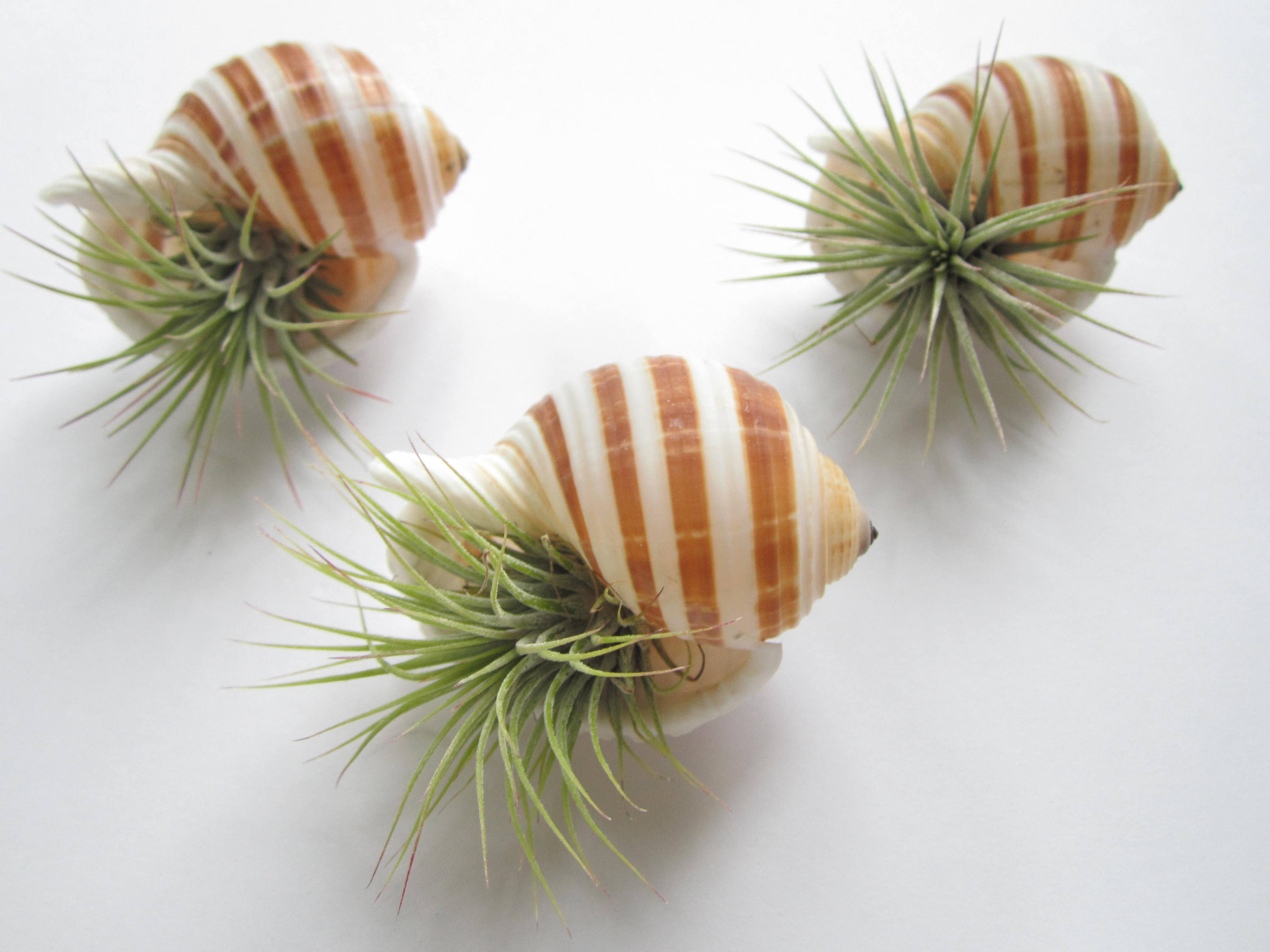 Air Plant Sea Shell Terrarium-housewarming Gift-air Plant - Etsy
