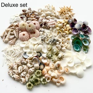 Small Seashell Mix: Deluxe Beach Wedding Decor, Craft Supplies - Etsy