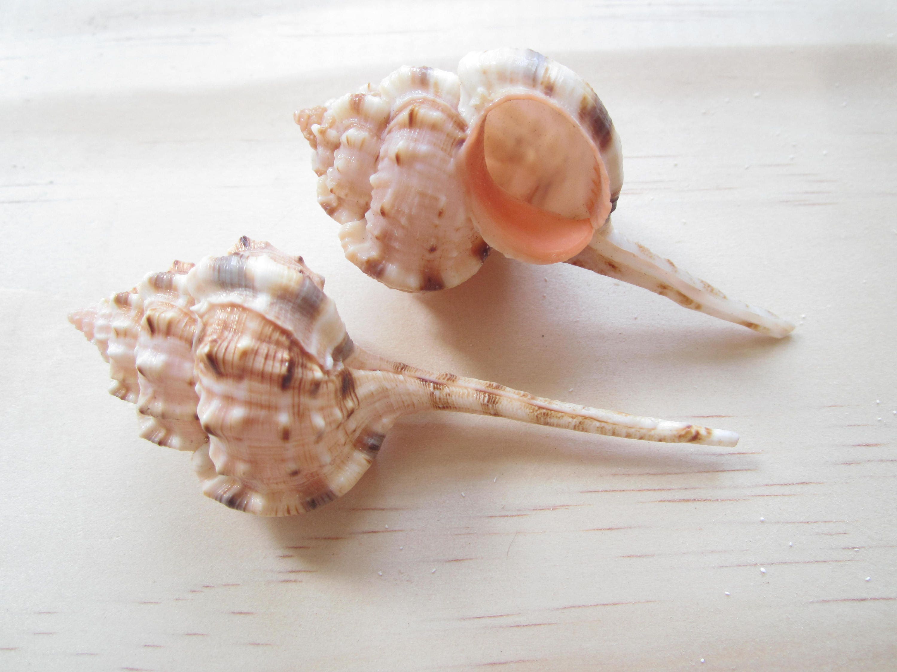 Murex Haustellum-sea Shell Bulk-murex Shells-beach Wedding - Etsy