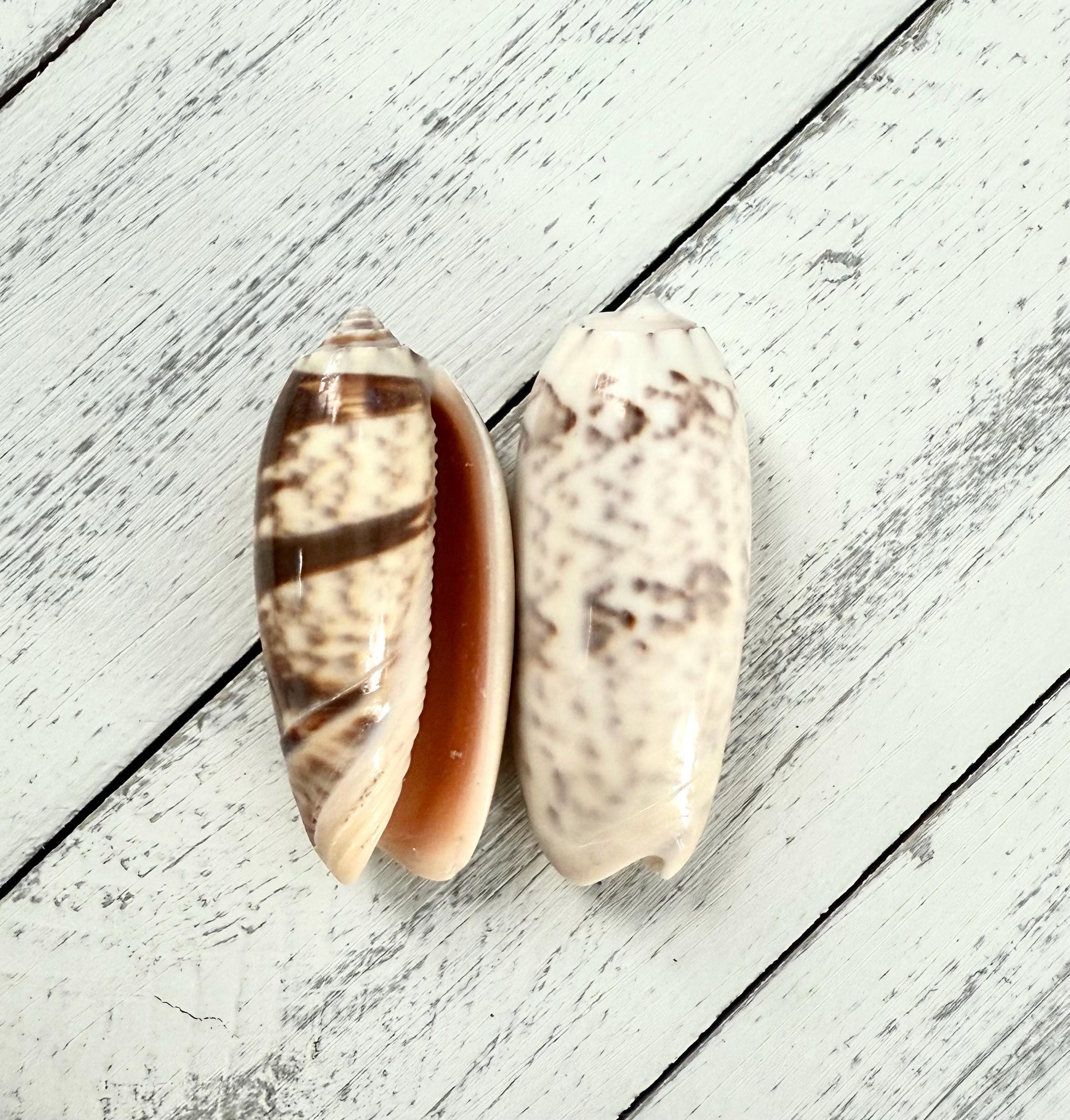 Olive Sea Shells: Small Bulk Shells, Coastal Wedding Decor - Etsy