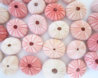 Pink Murex Sea Shell Set of 3 3-4 - Etsy