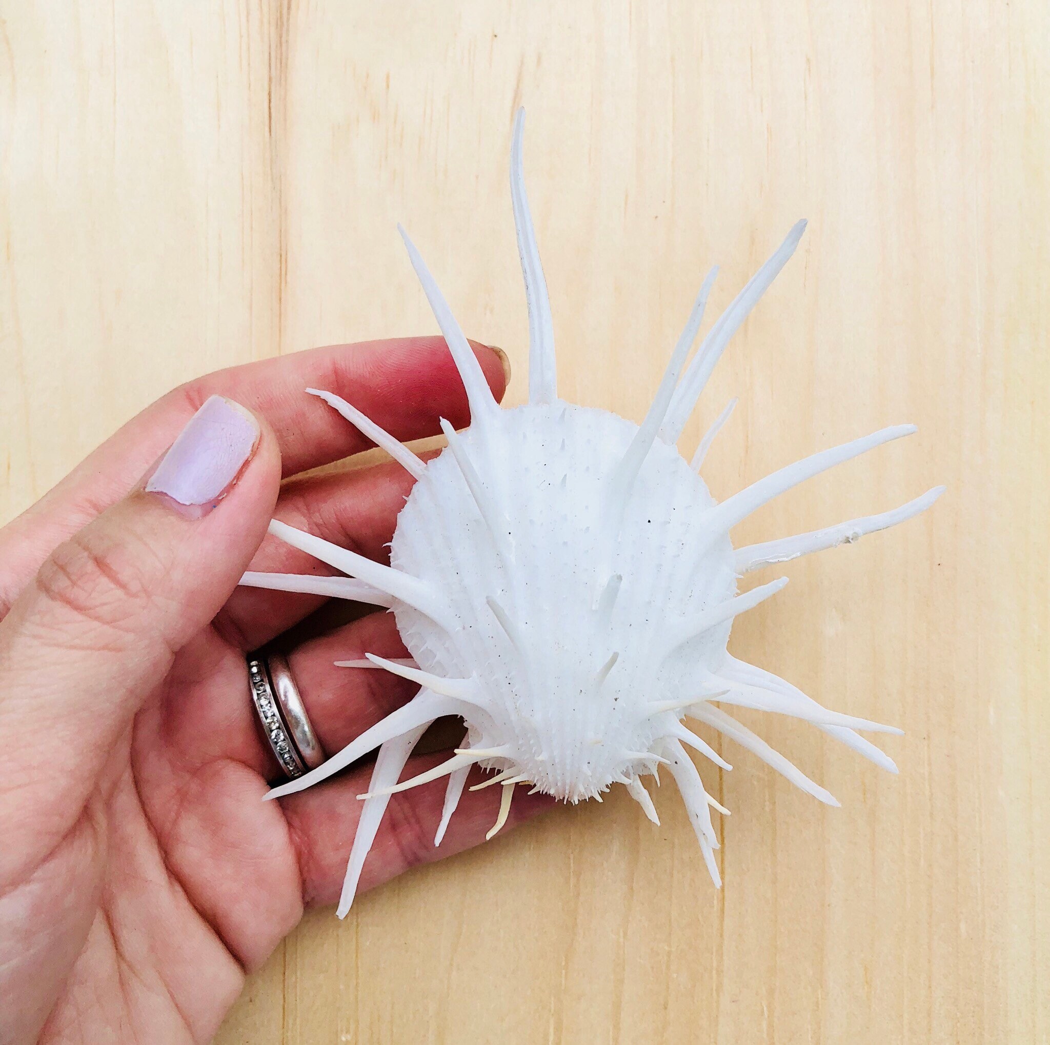 Spondylus Imperialis-white Seashell-oyster Shell-spiky Oyster - Etsy
