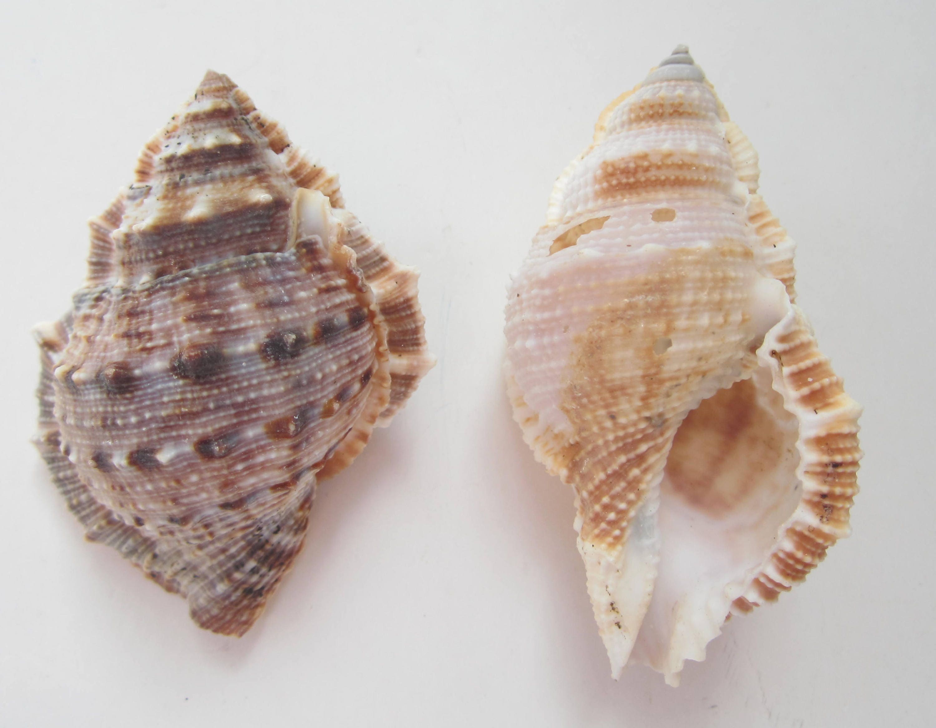 Bursa Rana-3 Pieces-sea Shell Bulk-beach Wedding - Etsy