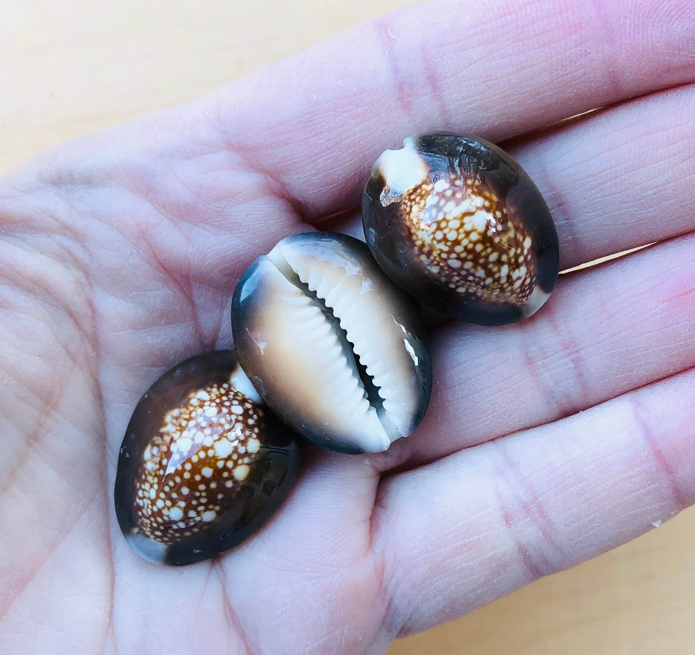 Serpent Head Cowrie Seashells-cypraea Caputserpentisea Shells - Etsy