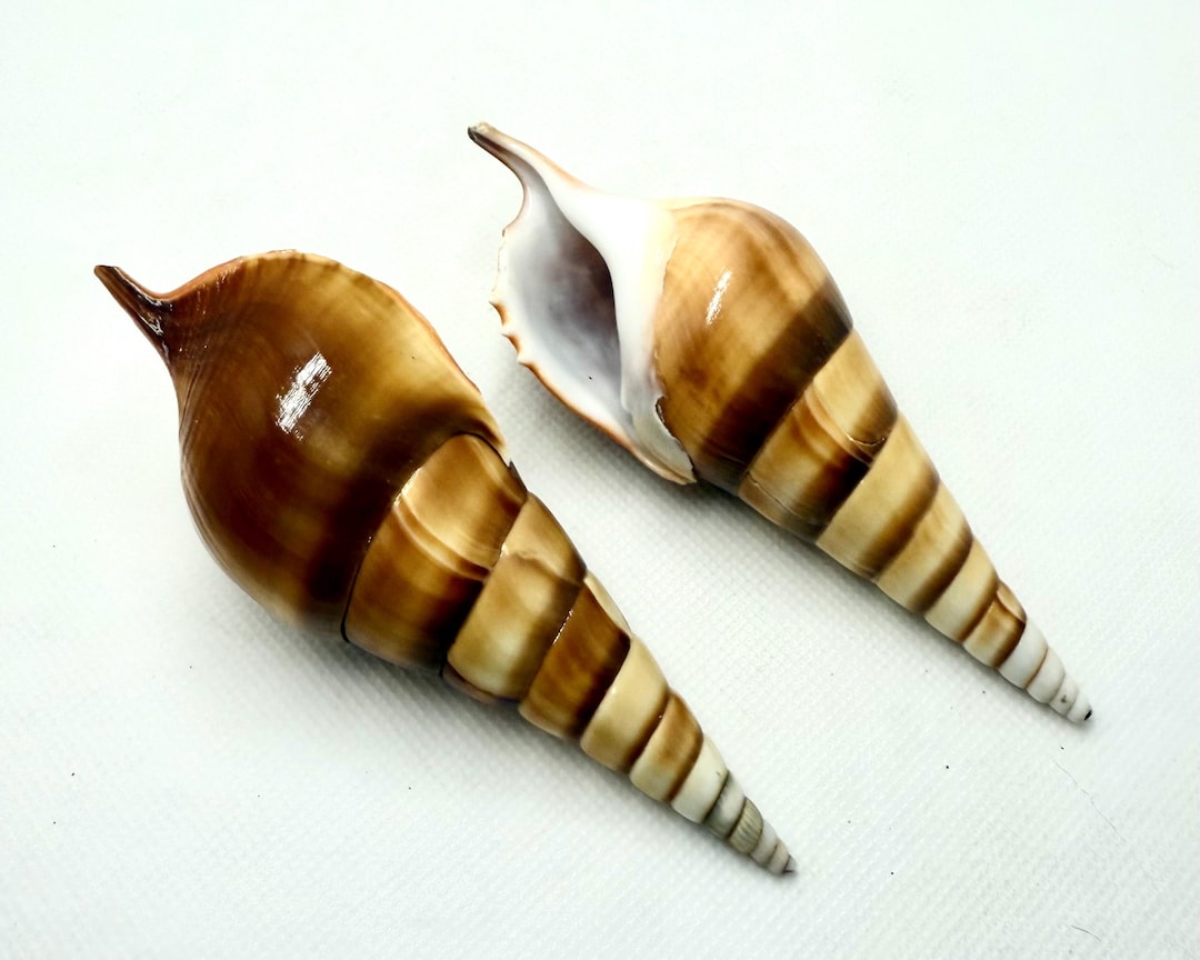 Tibia Shells-sea Shell Bulk-tibia Shells-beach Wedding Decor-collectors ...