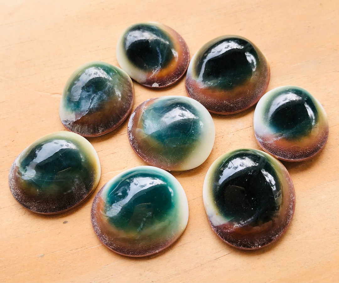 Shiva Seashells-green Cat Eye Shells-seashells for Crafting-seashells ...