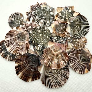 Flat Scallop Shells-shell Bulk-seashell Supplies-scallop Shells for ...