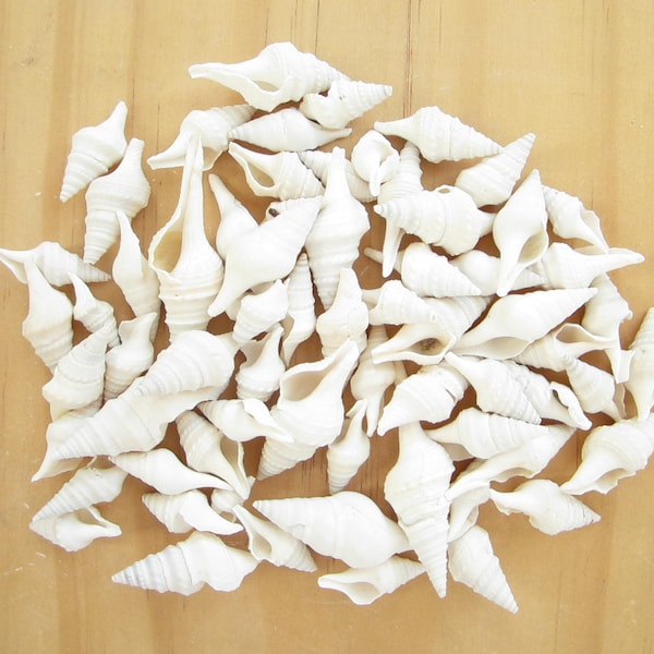 Wedding Shells - Etsy