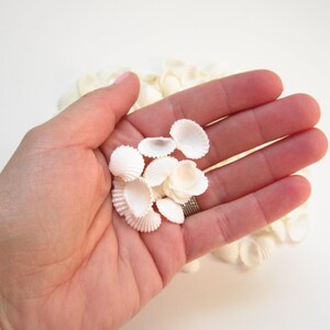 Ark Shells-Baby Ark Shells-Mini Shells for Crafting-Small | Etsy