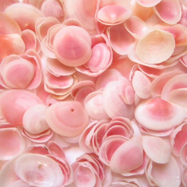 Tiny Seashells - Etsy