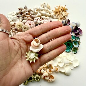 Small Seashell Mix: Deluxe Beach Wedding Decor, Craft Supplies - Etsy