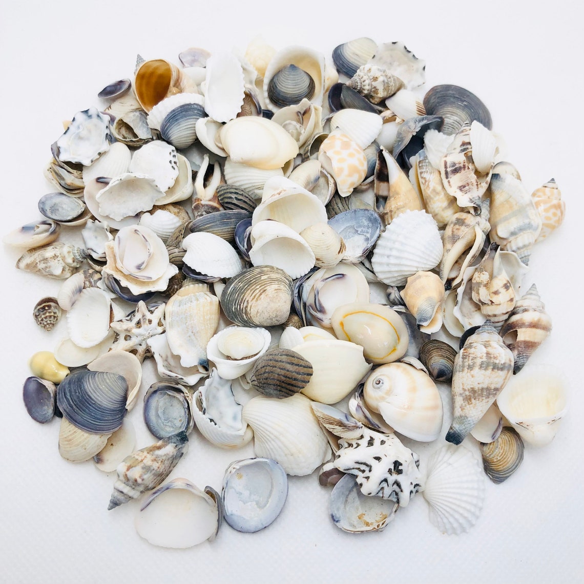 Small Seashell Mix-0.251.5assorted Seashells-sea - Etsy