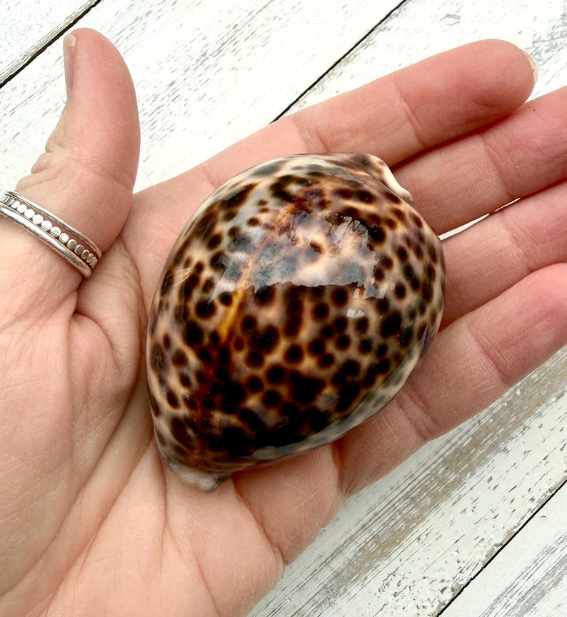 Tiger Cowry-2-3”-cowry Sea Shells-beach Wedding Decor-beach Home Decor ...