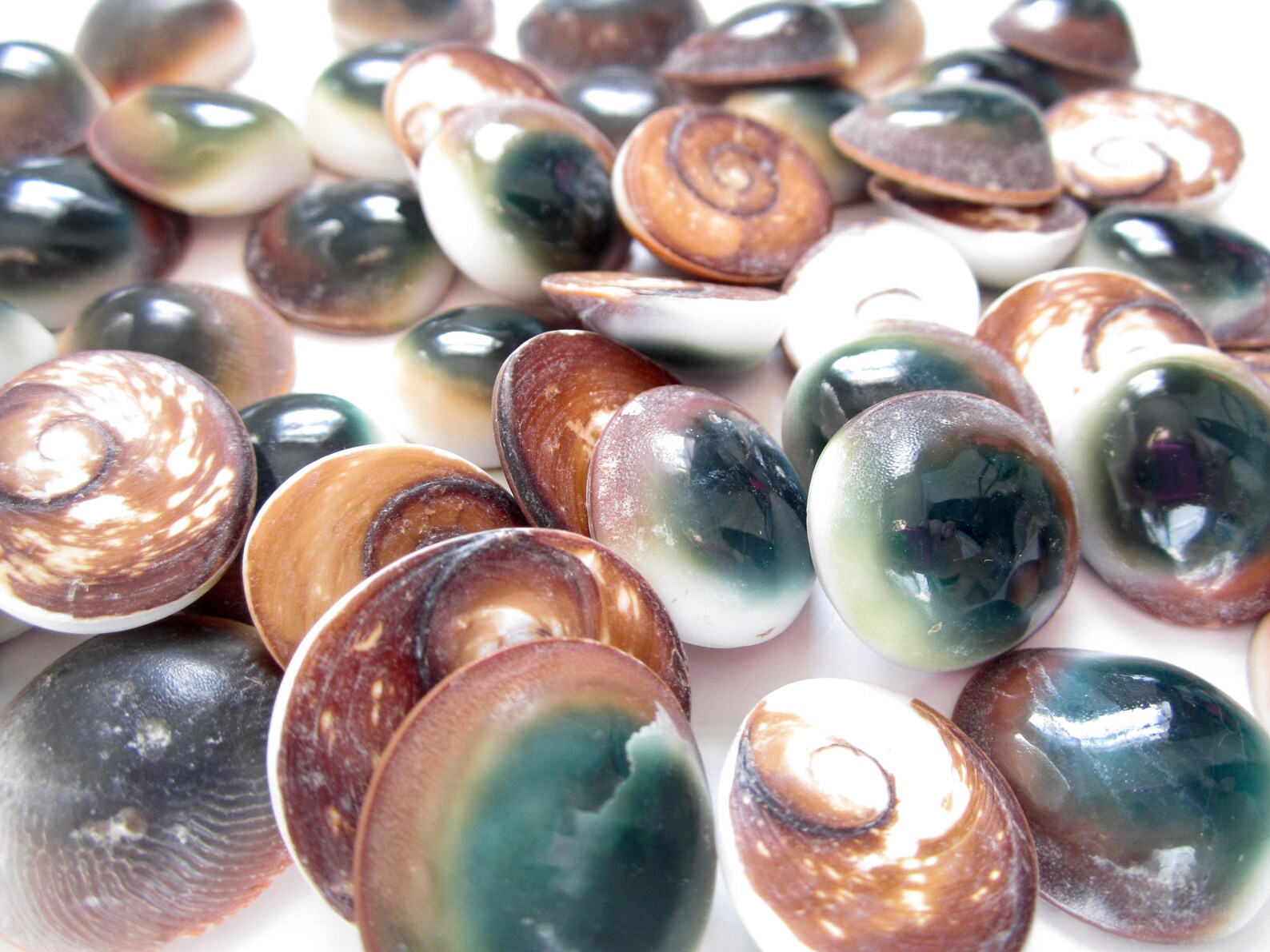 Shiva Seashells-green Cat Eye Shells-seashells for | Etsy