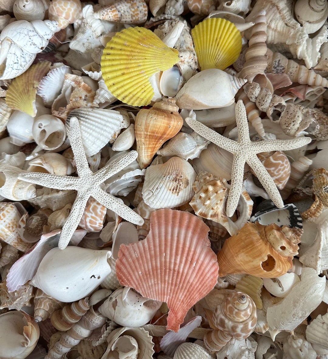 Sea Shell Mix-3 Pounds-discounted Sea Shells Bulk-beach Wedding Decor ...