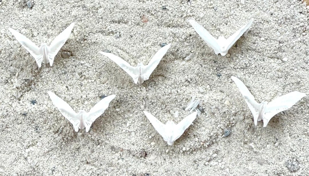 Sand Dollar Doves-sand Dollars-beach Wedding Decor-beach Home Decor-sand Dollar Story-sand ...