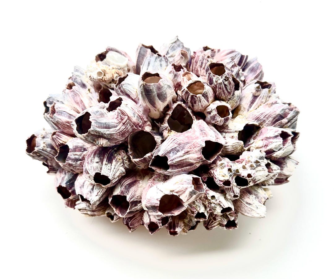 Purple Barnacle Cluster (10"): Air Plant Planter, Aquarium Decor - Etsy