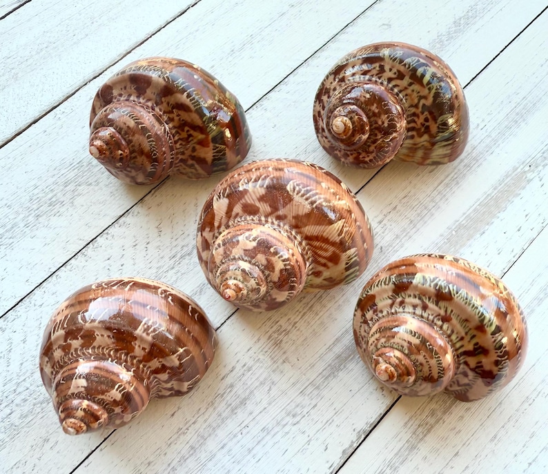 Tapestry Turbo Shells: Petholatus Seashells for Beach Wedding Decor - Etsy