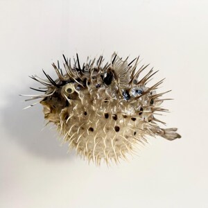Porcupine Puffer Fish-5-7”-dried Blow Fish-puffer Fish-dried Fish-dried ...