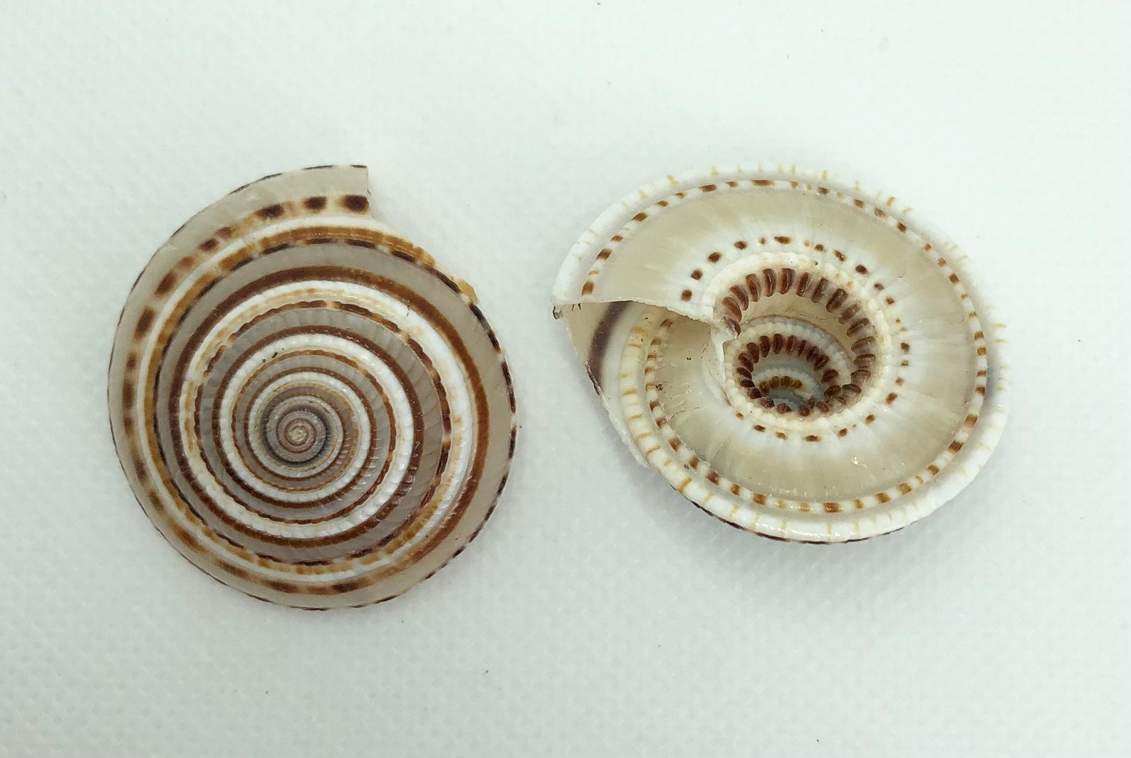 Sundial Seashells-sundial Seashell Bulk-craft Seashells-beach - Etsy