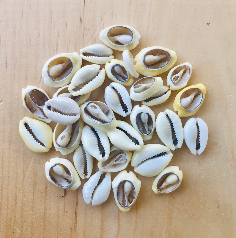 Cowrie Shells-Crafting Shells-Natural Shells-Jewerly | Etsy