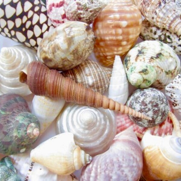 Sea Shell Box - Etsy
