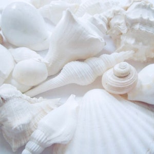 White Sea Shell Mix Beach Wedding Decor Sea Shells Bulk Bag of Shells ...