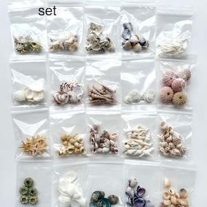 Small Seashell Mix: Deluxe Beach Wedding Decor, Craft Supplies - Etsy