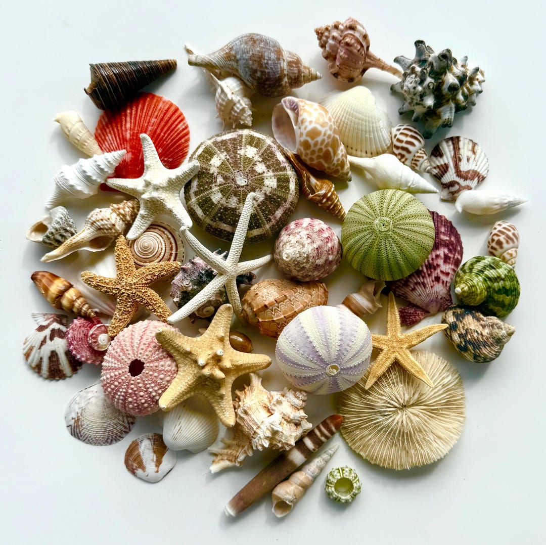 Assorted Sea Shell Mix-beach Sea Urchin Mix-sea Shells Bulk-assorted ...