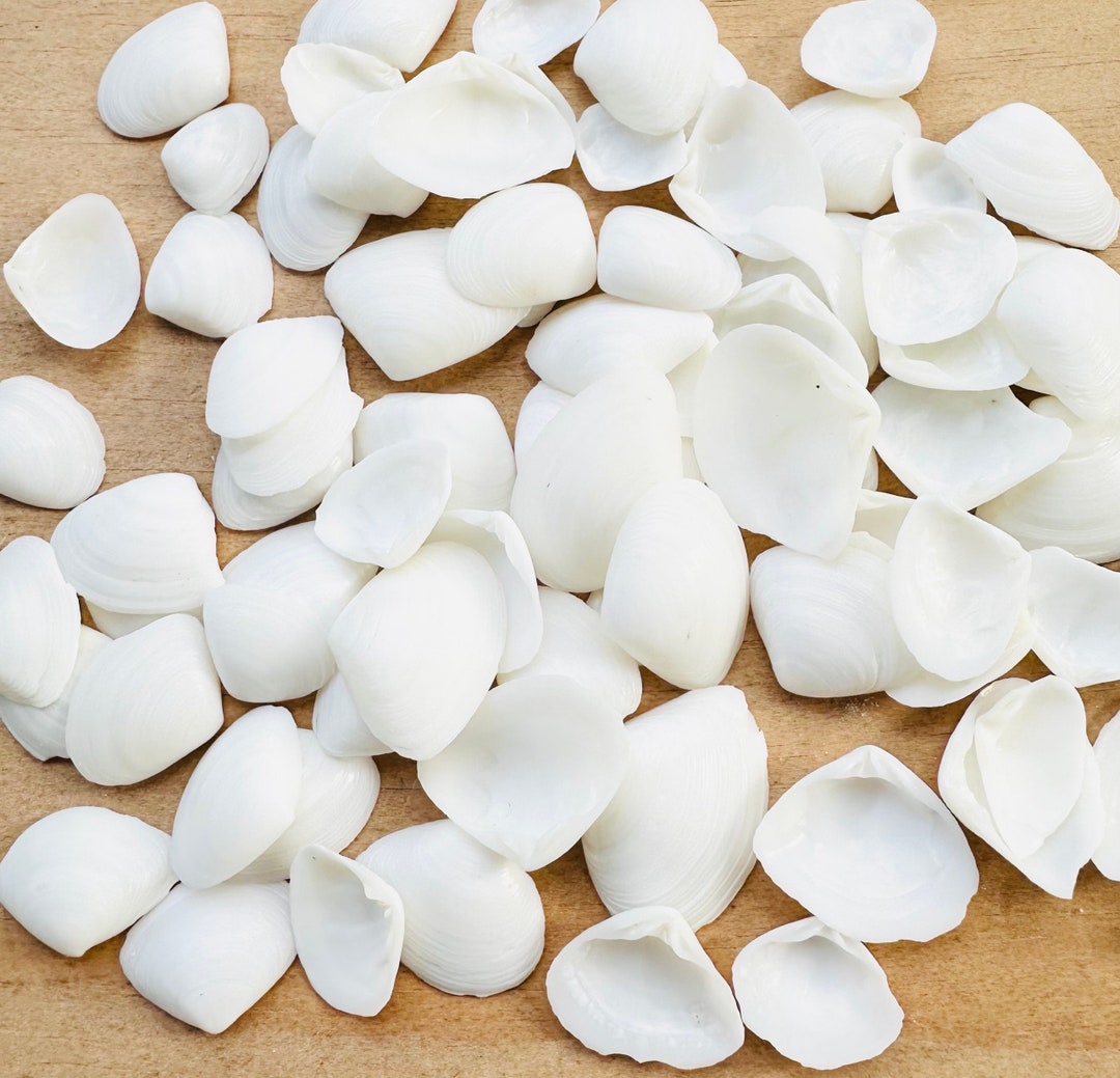 Snow White Cay Cay Shells-shells for Crafting-small Shells Bulk-beach ...