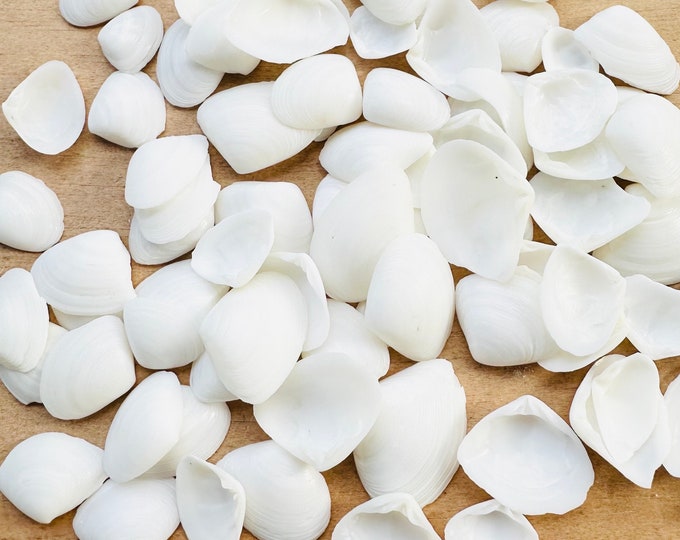 Beach Decor, Seashells, Shells, Bulk Shells, Craft Shells, Tiny Shells ...