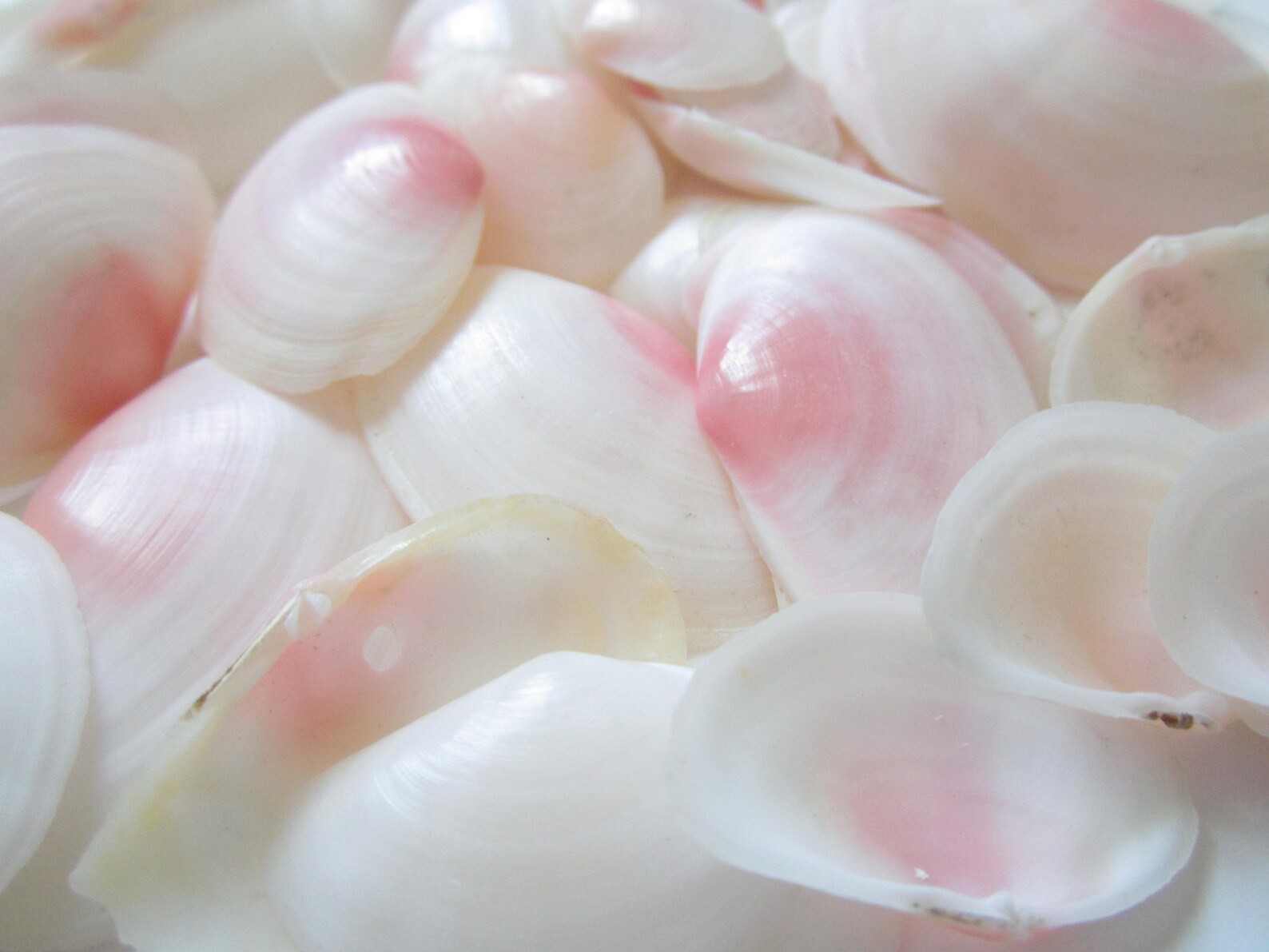 Pink Rose Cup Tellins Tellons Seashells-pink Seashells-beach - Etsy