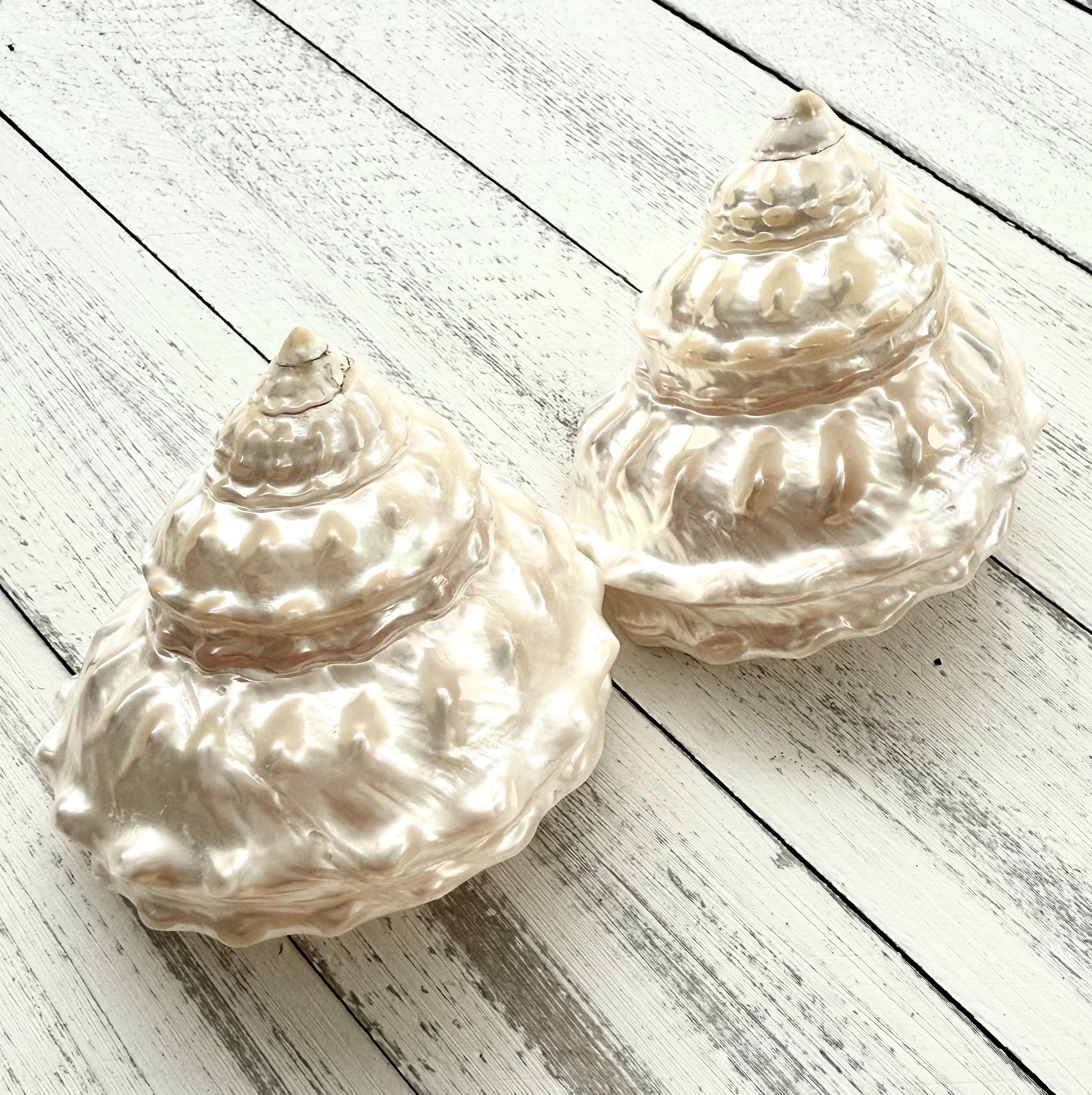 Pearlized Wavy Turban Shell: Astraea Turbanicum, Unique Seashell - Etsy