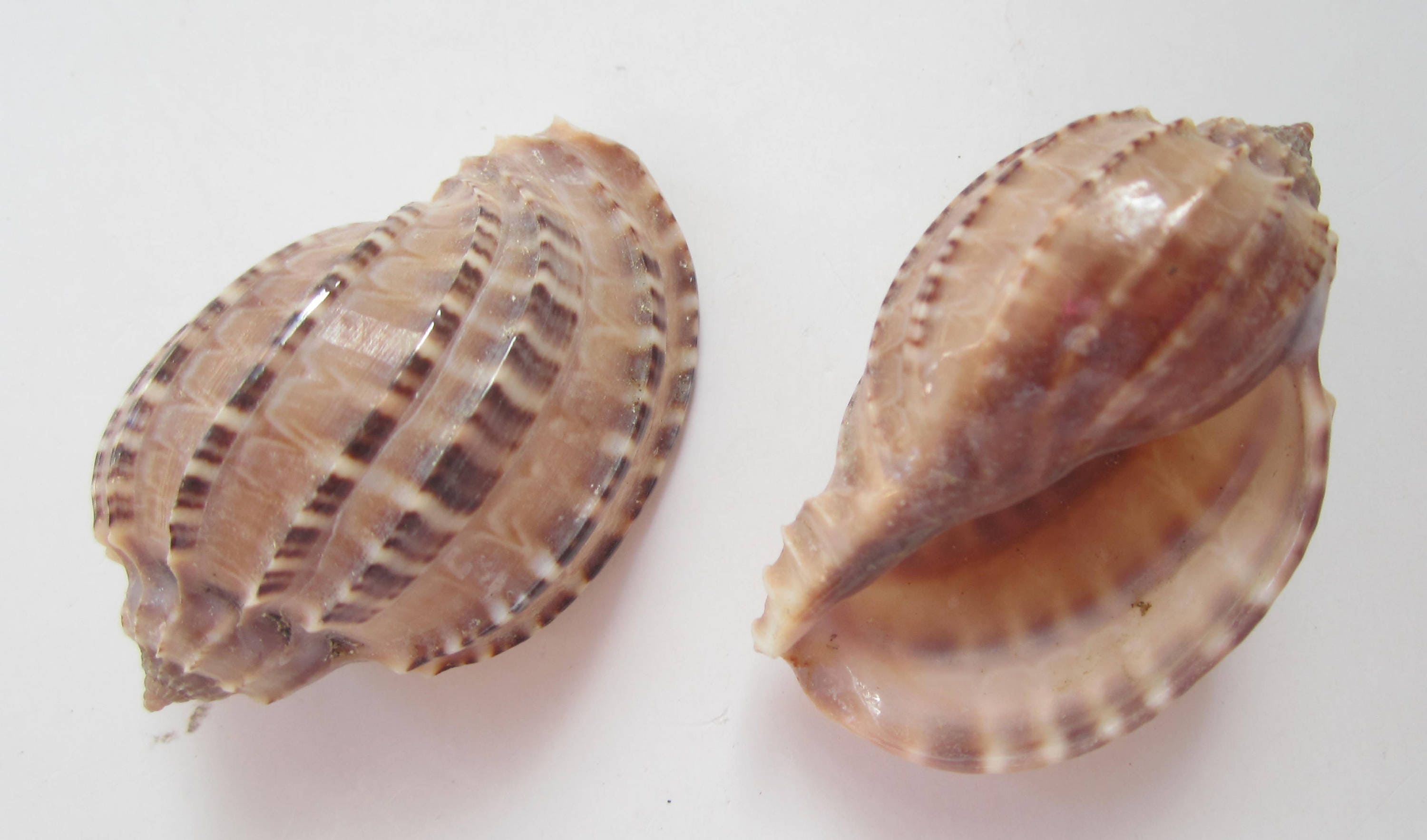 Harpa Major Shells-sea Shell Bulk-harpa Shells-beach Wedding - Etsy