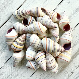 Striped Tree Snail Shells: Candy Cane Linguus for Beach Wedding Decor ...