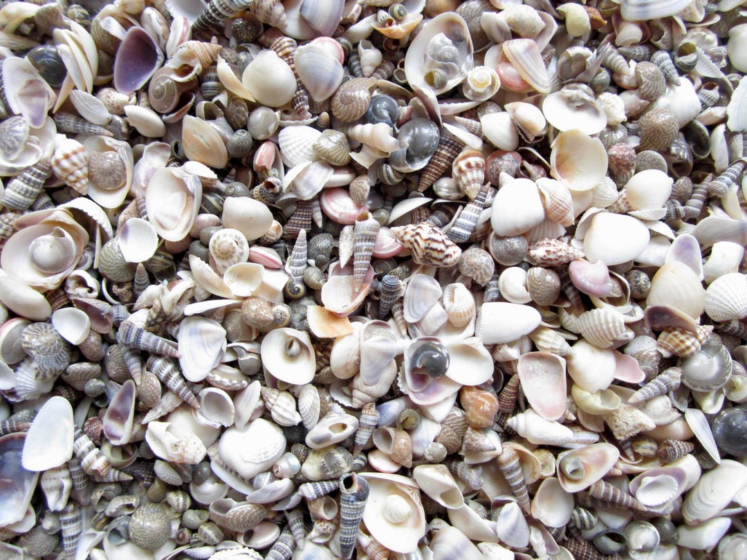 Small Seashell Mix: 1/4"-3/4" Craft Shells, Beach Wedding Decor - Etsy