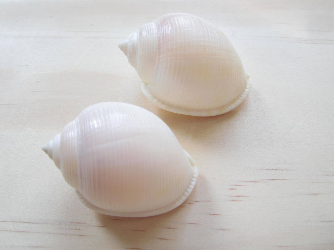 White Channeled Bonnet Shells: Beach Wedding Decor, Crafting Seashells ...
