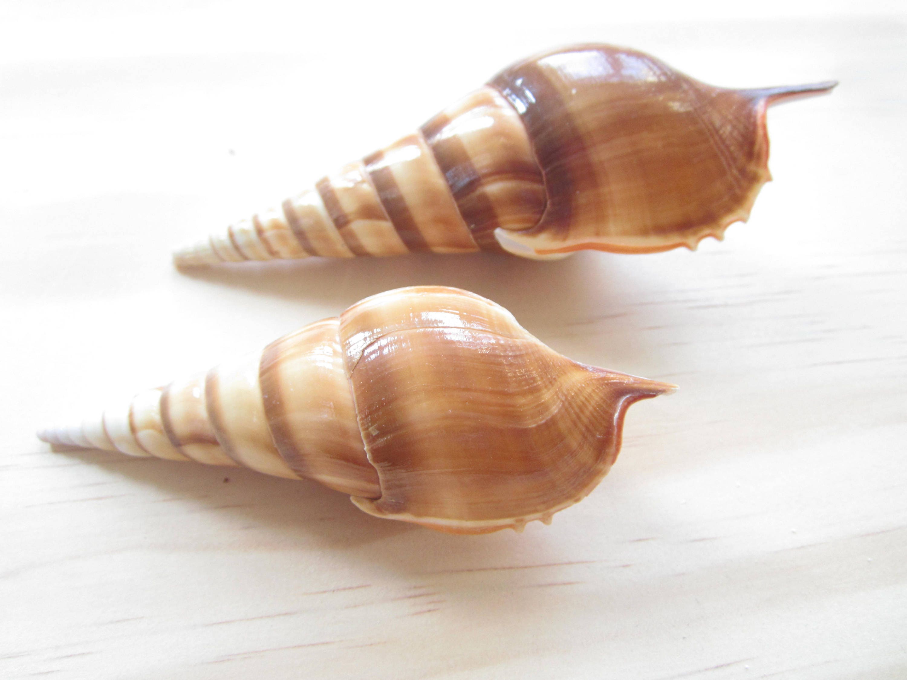 Tibia Shells-2 Pieces-Sea Shell Bulk-Tibia Shells-Beach | Etsy