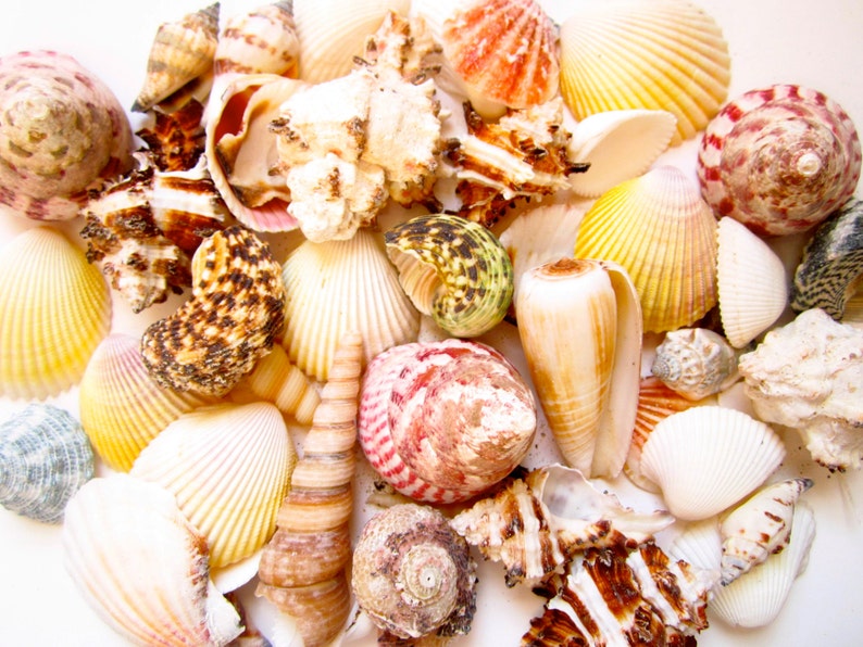Sea Shell Mix-1 Pound-assorted Sea Shells-sea Shells Bulk-sea - Etsy