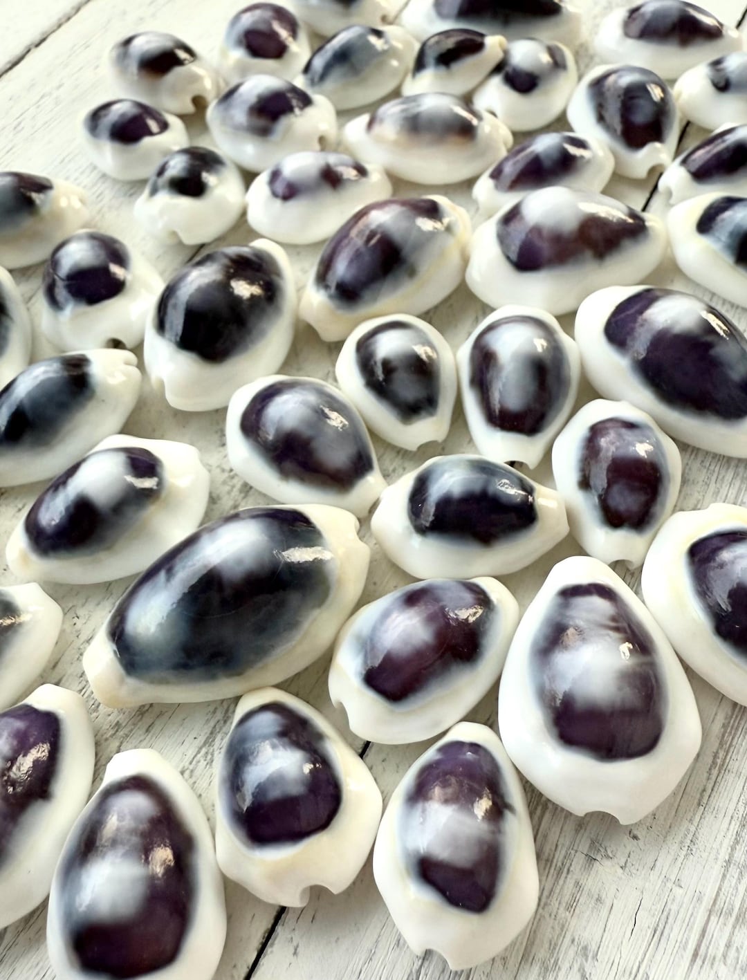 Cowrie Shells-purple Cowrie Cypraea Moneta Shells-purple Top Cowrie-0.5 ...