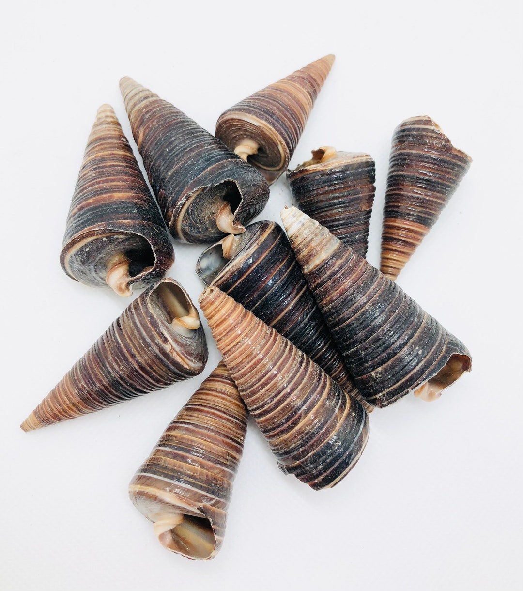 Telescoping Shells-1 1/2-2”-telescopium Auger-brown Shells-beach Decor ...