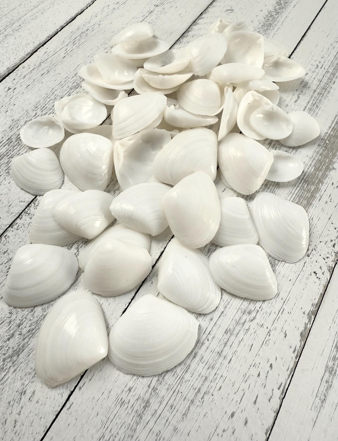 Snow White Cay Cay Seashells: Bulk Small Shells for Crafting - Etsy