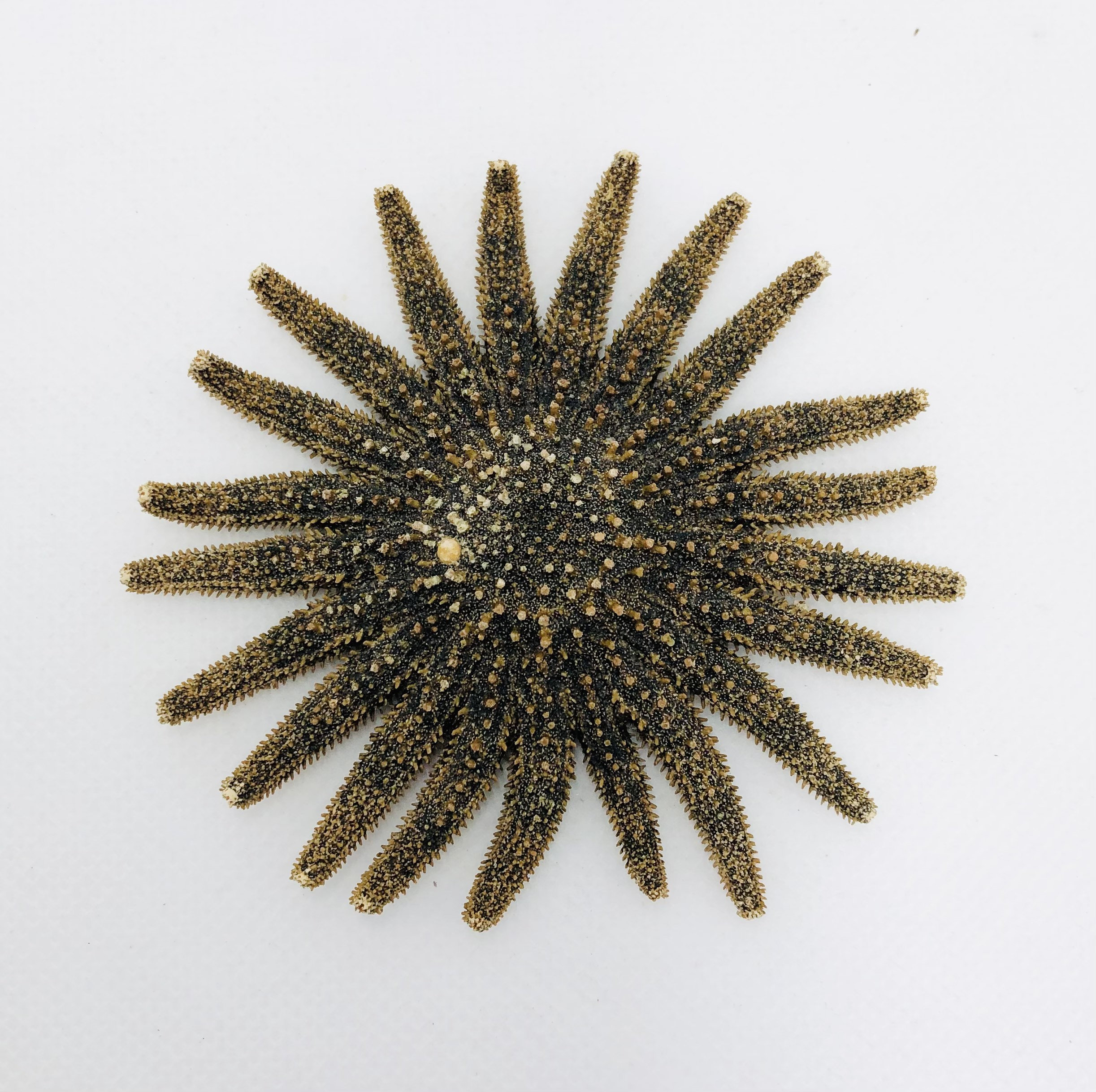 Mexican Sunflower Starfish-sea Star-wedding Decor-unique - Etsy
