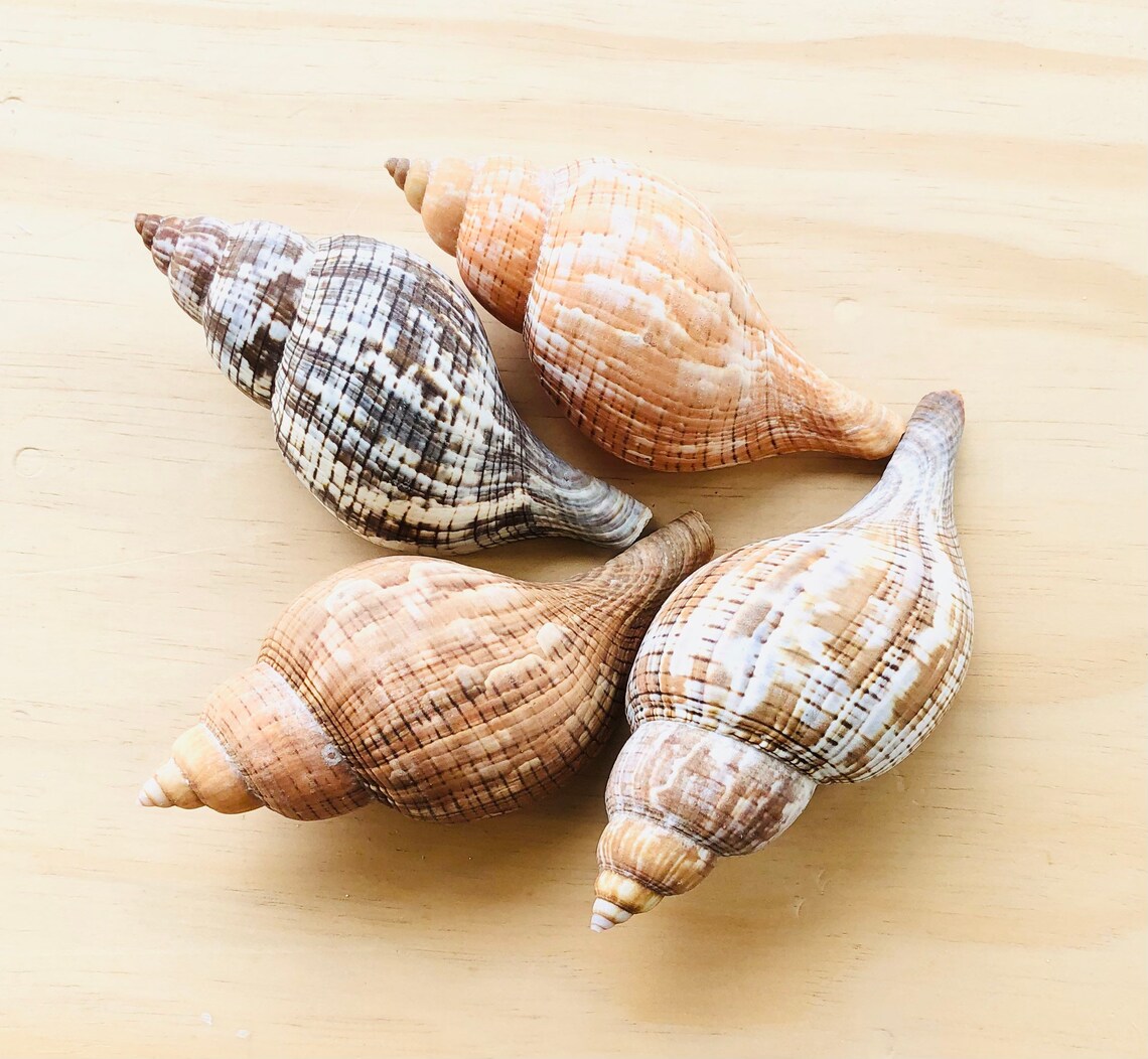 Tulip Shell-fasciolaria Tulipa-sea Shells Bulk-beach Home - Etsy